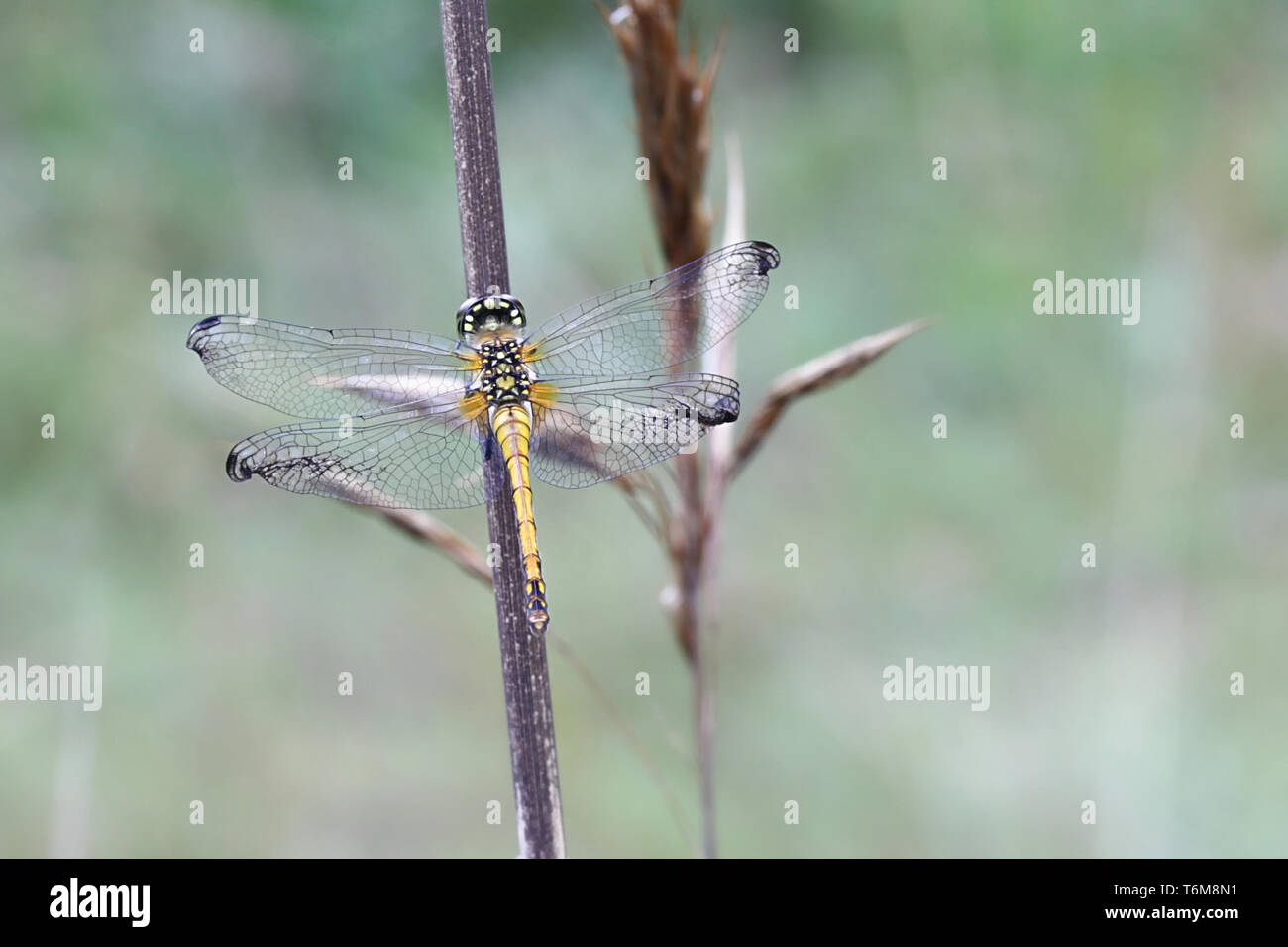 Black sympetrum sympetrum danae hi-res stock photography and images - Alamy