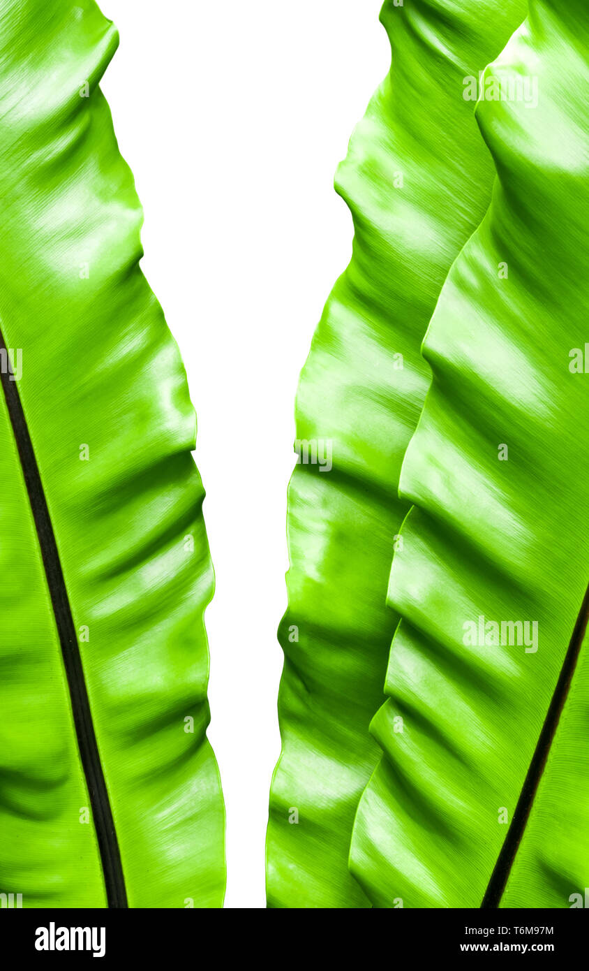 Close up freshness and big leaves of Bird's nest fern (Asplenium nidus ...