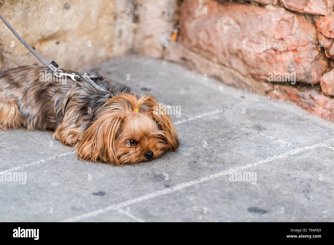 One cute adorable sad dog face tired animal lying down with leash small ...