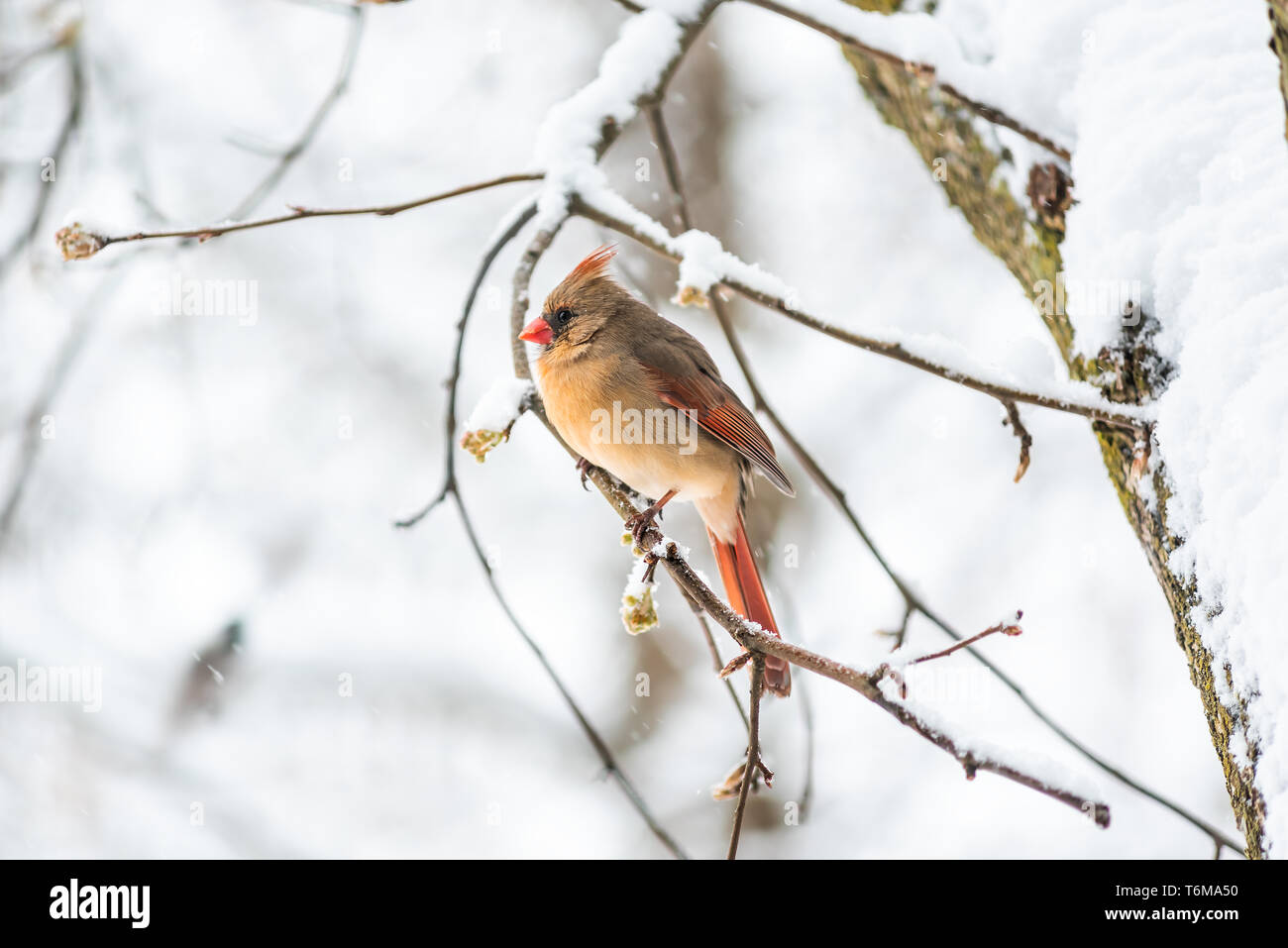 Closeup of one female red northern cardinal Cardinalis bird perched on ...