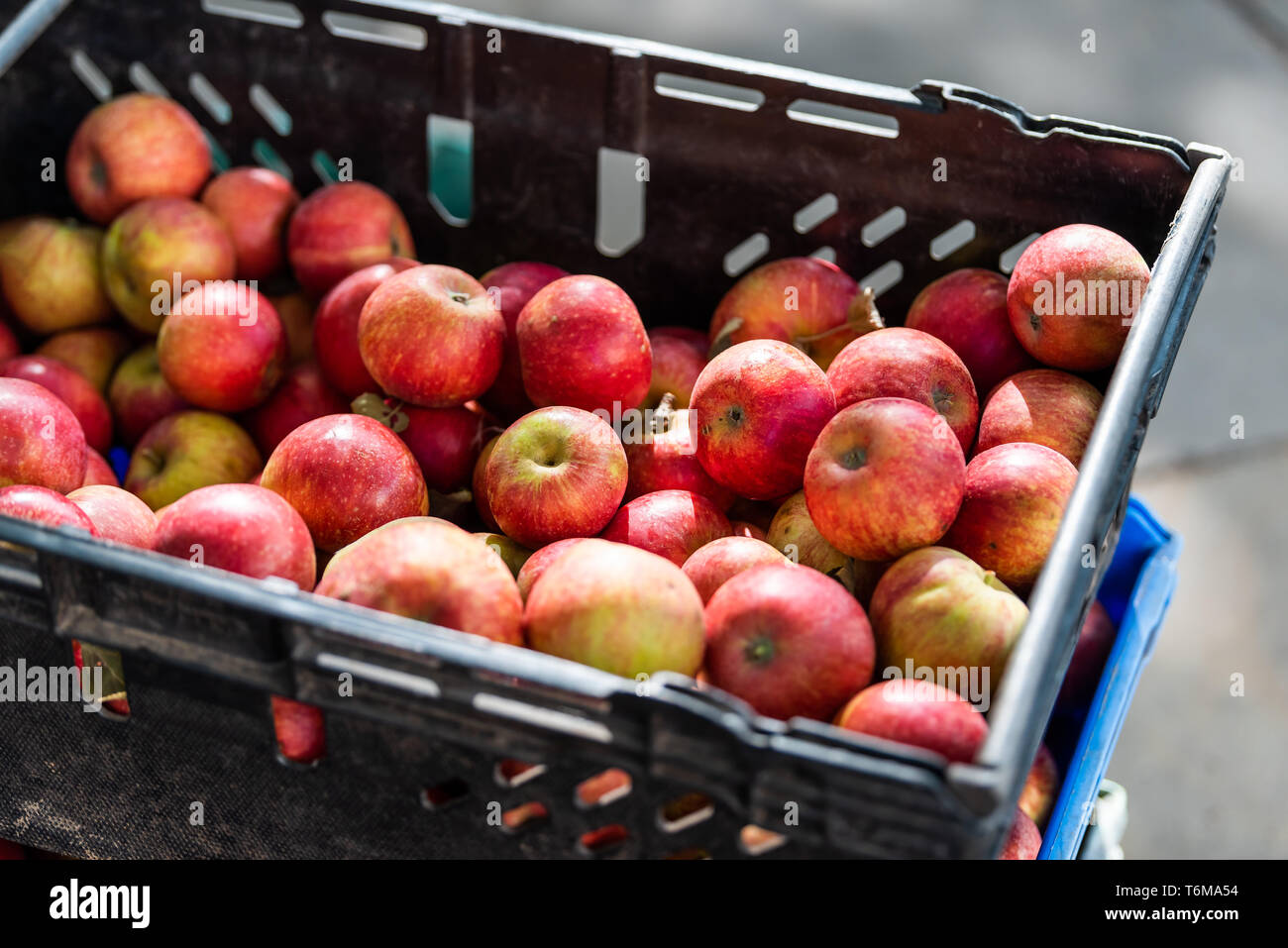 Apple store with many fruit in plastic crate box during autumn fall ...