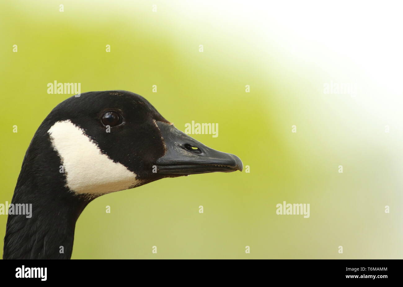 Canada goose identification hi-res stock photography and images - Alamy
