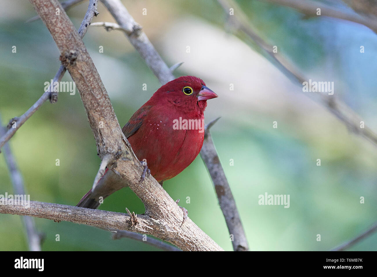 Firefinch hi-res stock photography and images - Alamy