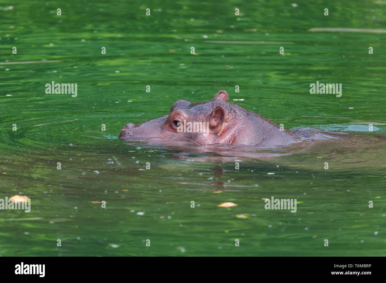 Hippo in water Stock Photo - Alamy
