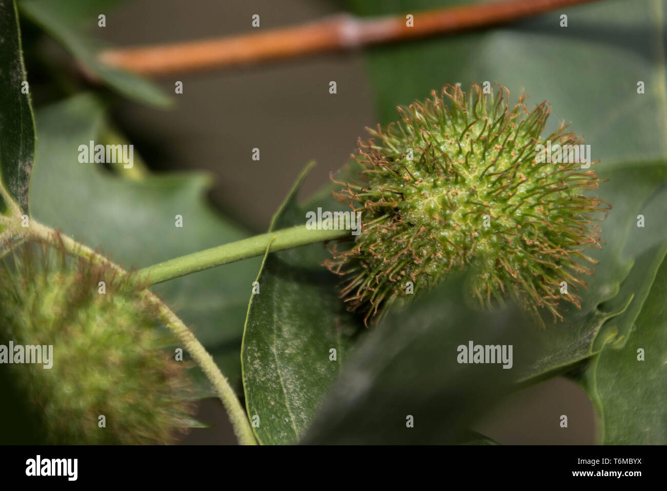 Beautiful banner shot bright hi-res stock photography and images - Alamy