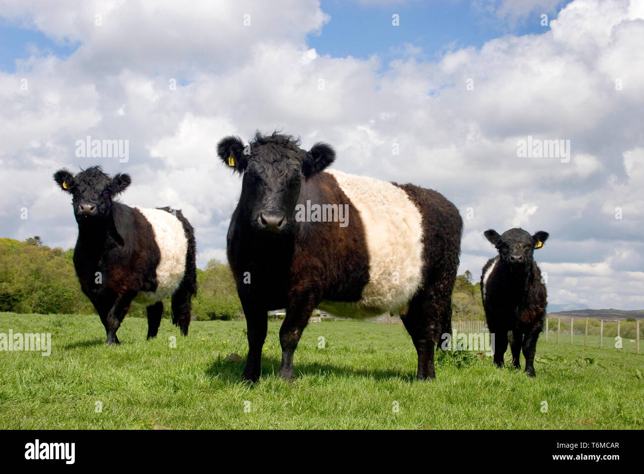 Belted galloway hi-res stock photography and images - Alamy