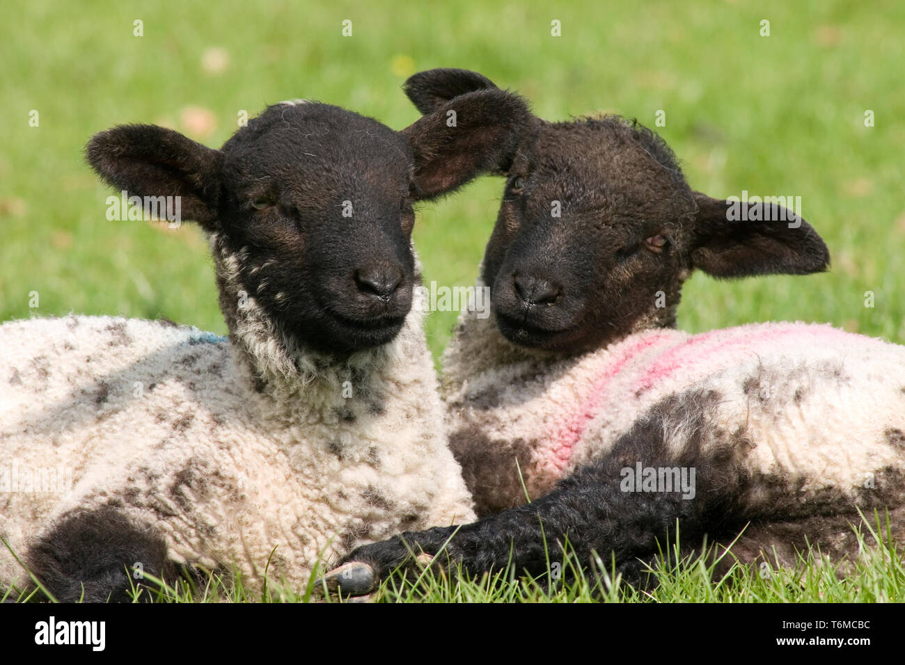 Suffolk Lambs