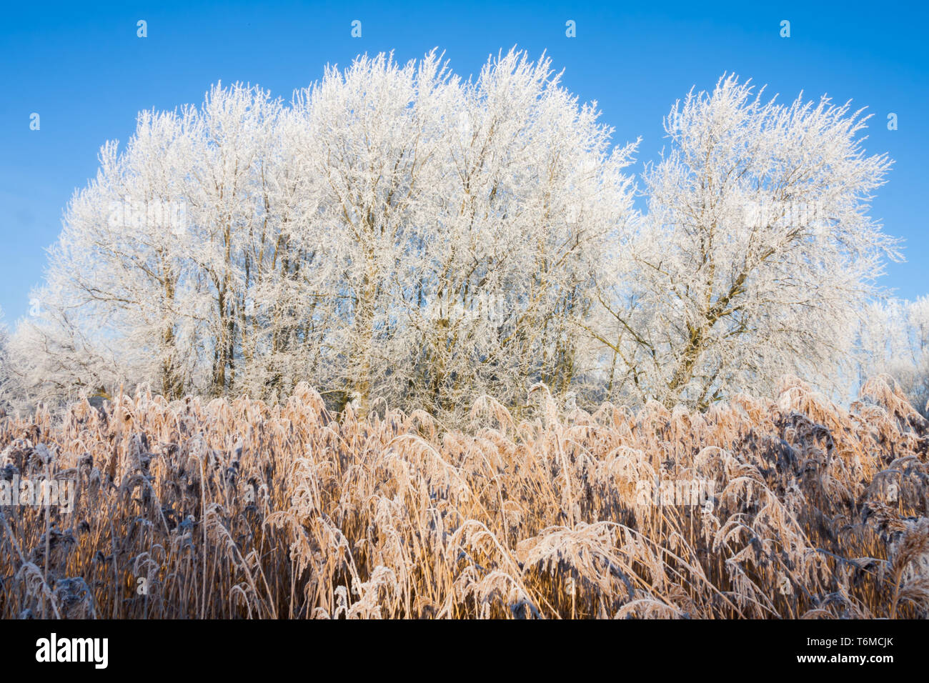 Swamp reed hi-res stock photography and images - Alamy