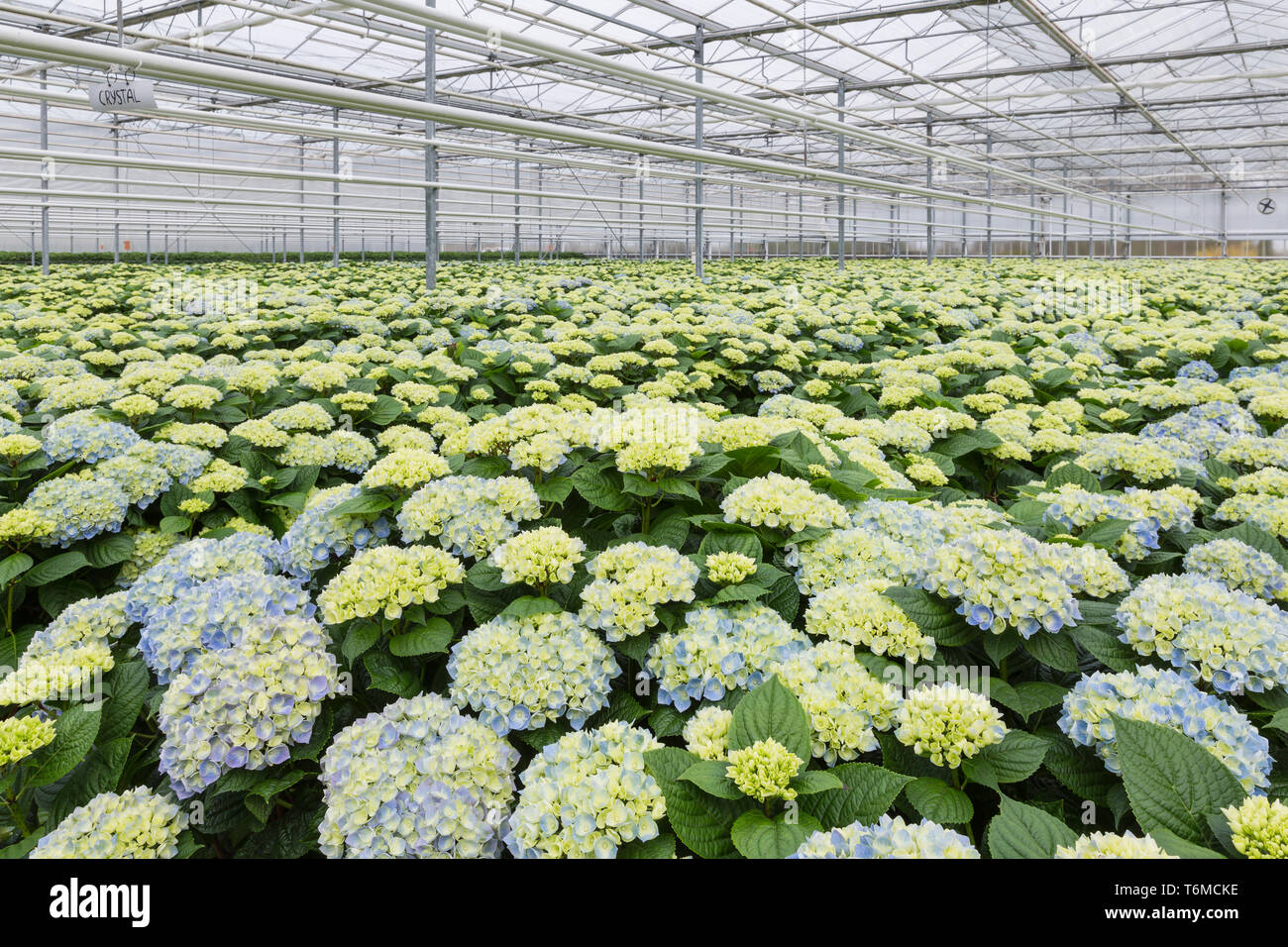 Greenhouse with cultivation of hydrangea Stock Photo - Alamy