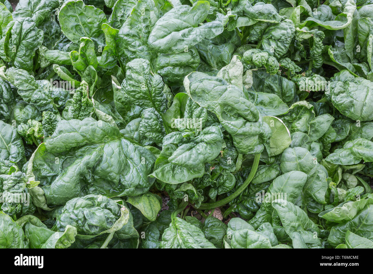 Wild spinach hi-res stock photography and images - Alamy