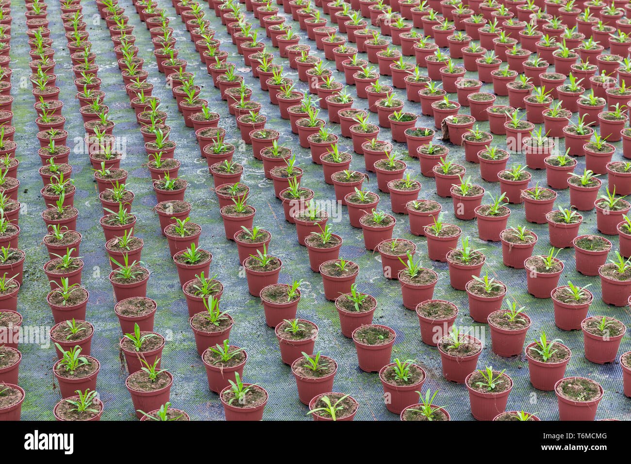 Straight plants hi-res stock photography and images - Alamy