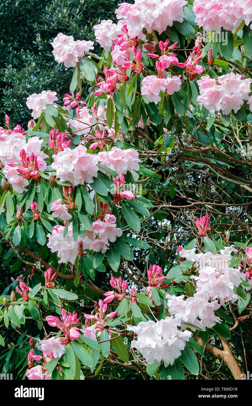 Rhododendron 'Loderi King George' in flower Stock Photo - Alamy