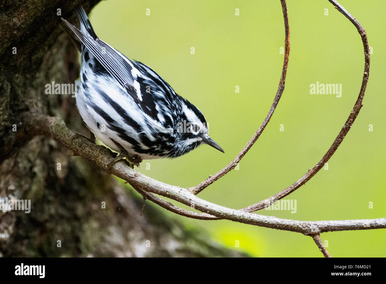 Black and white warbler during spring migration Stock Photo - Alamy