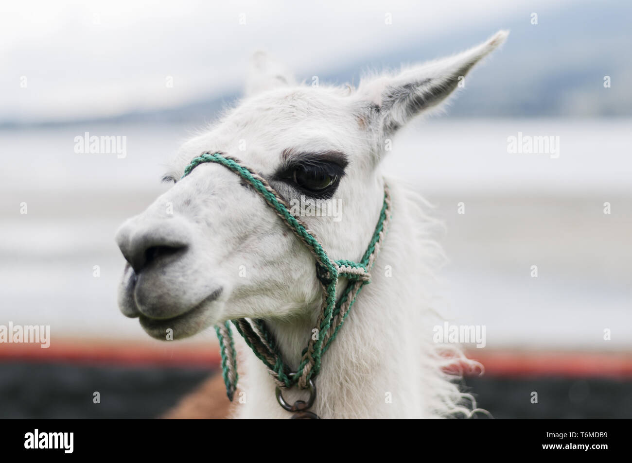 Lama portrait hi-res stock photography and images - Alamy