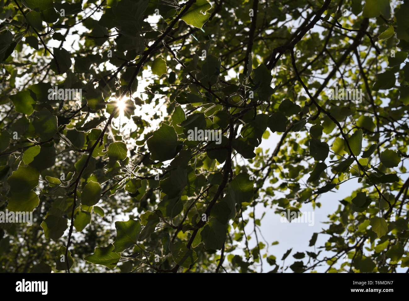 Sun peaking through leaves hi-res stock photography and images - Alamy