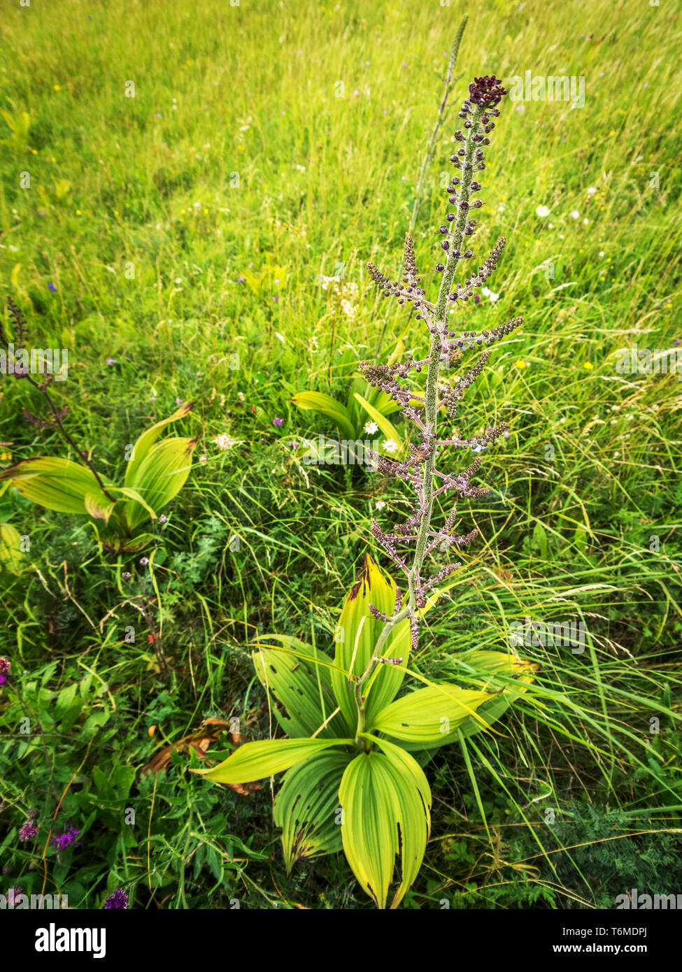 Marzer kogel hi-res stock photography and images - Alamy