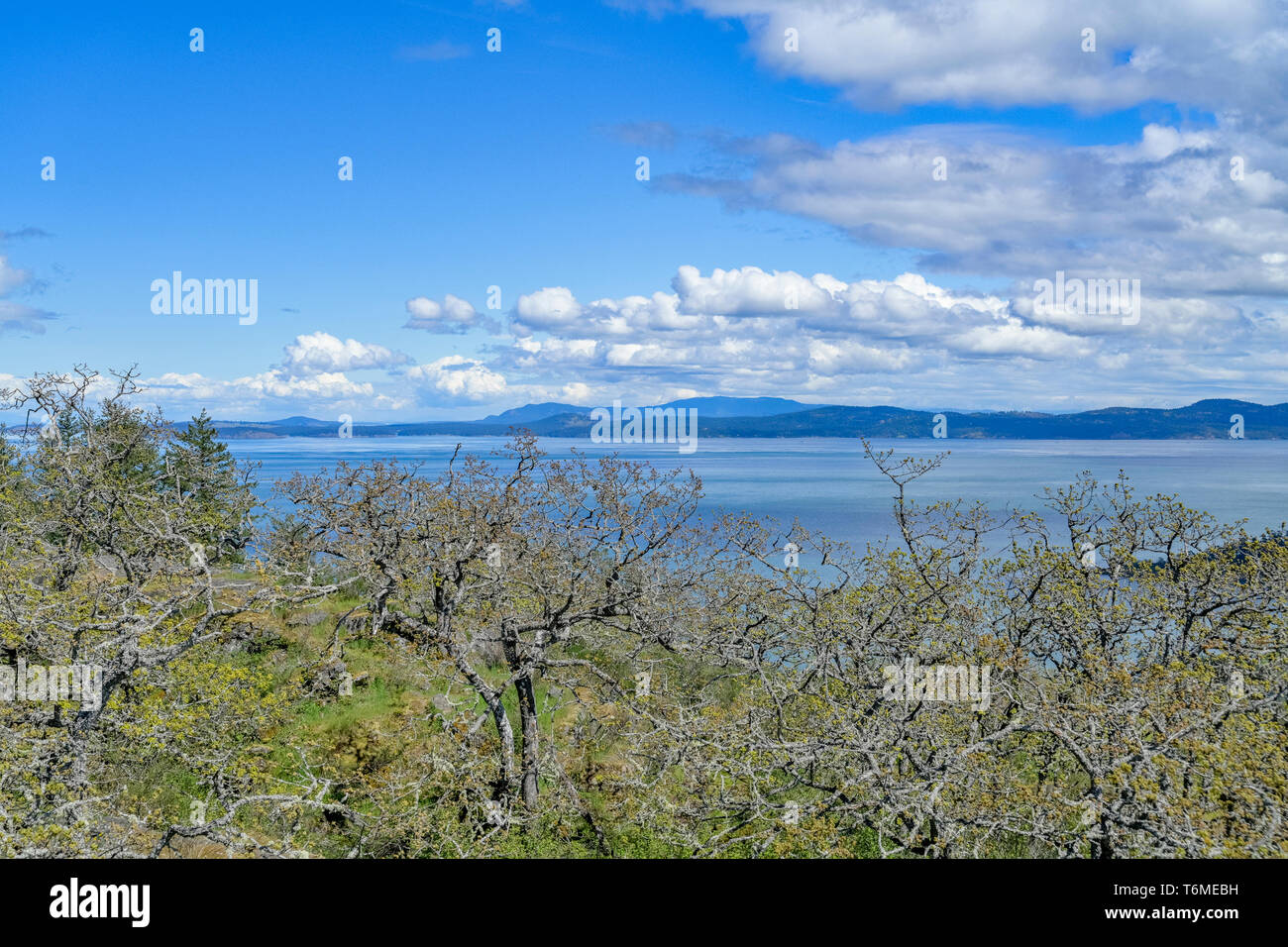 Garry Oak scrub, Mt Douglas Park, Saanich, British Columbia, Canada ...