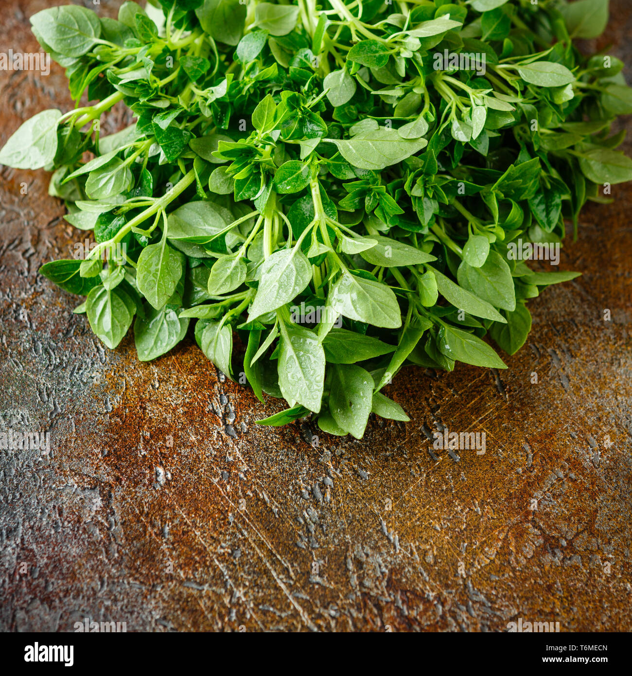 Fresh Leaves of basil Stock Photo - Alamy