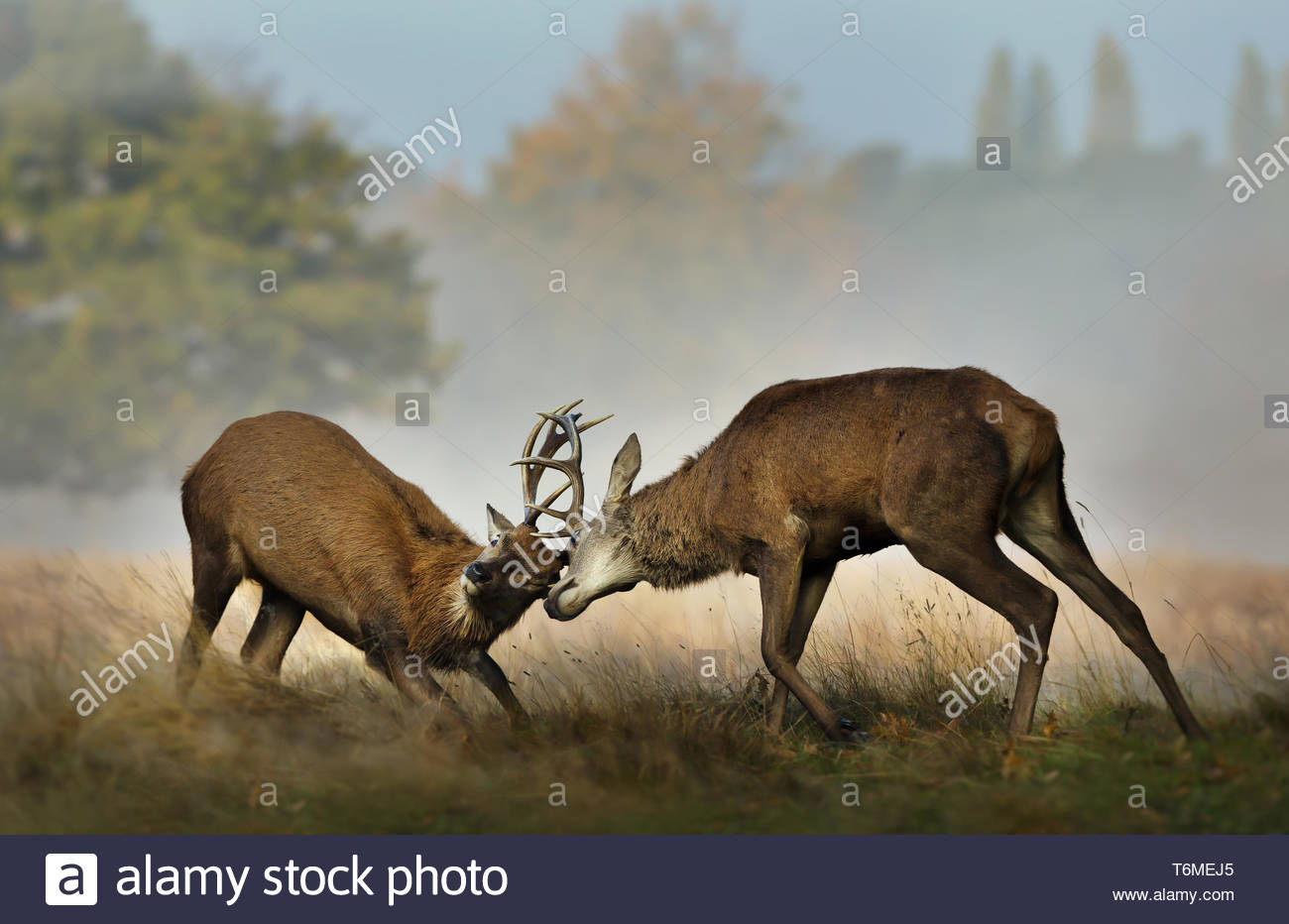 Red Deer Stag Rut Fighting Stock Photos & Red Deer Stag Rut Fighting ...