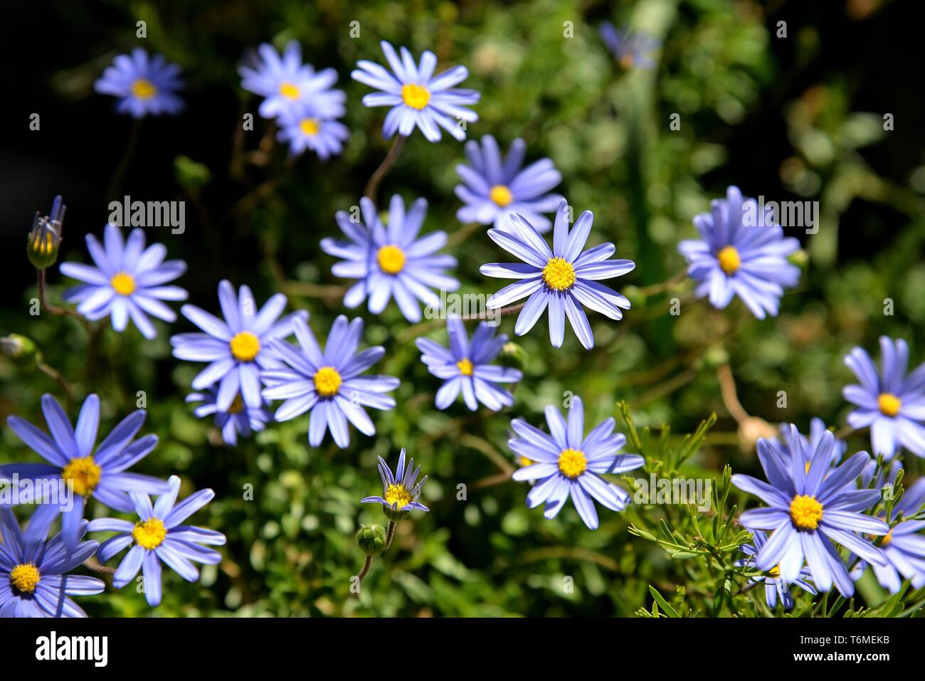 Star of the veldt hi-res stock photography and images - Alamy