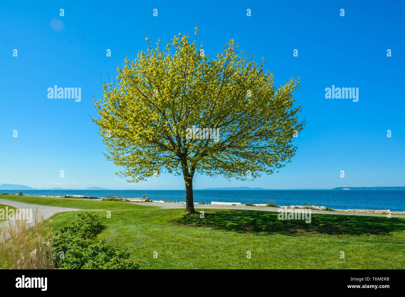 Lonely tree on Pacific Ocean shore Stock Photo - Alamy