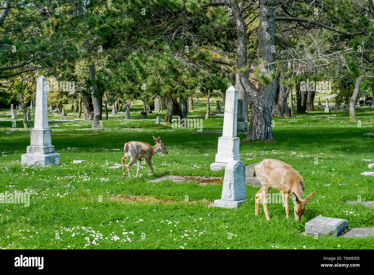 Deer in cemetery hi-res stock photography and images - Alamy