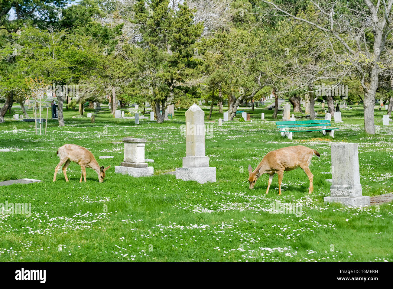 Victoria ross bay cemetery hi-res stock photography and images - Alamy