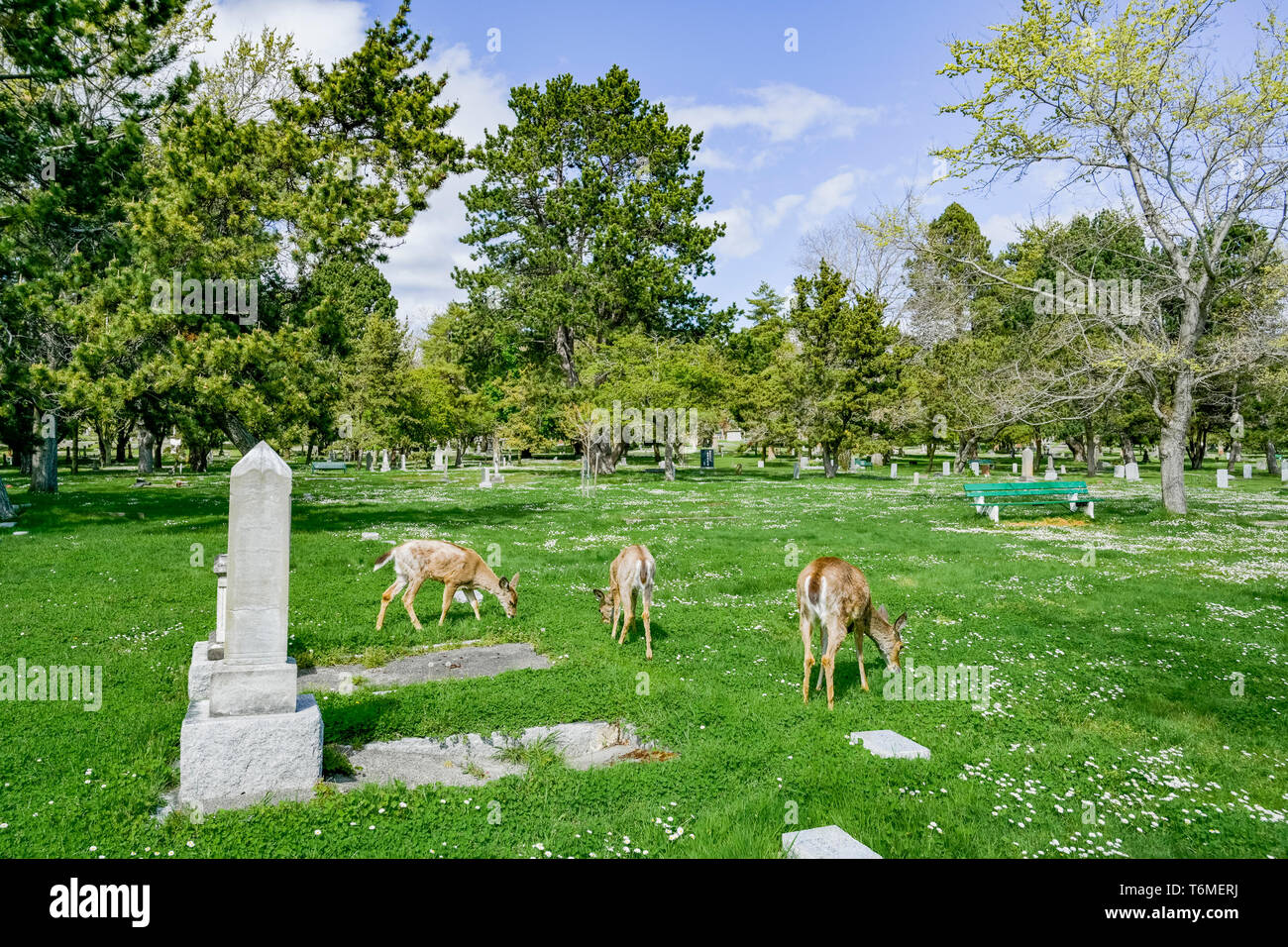 Victoria bc cemetery hi-res stock photography and images - Alamy