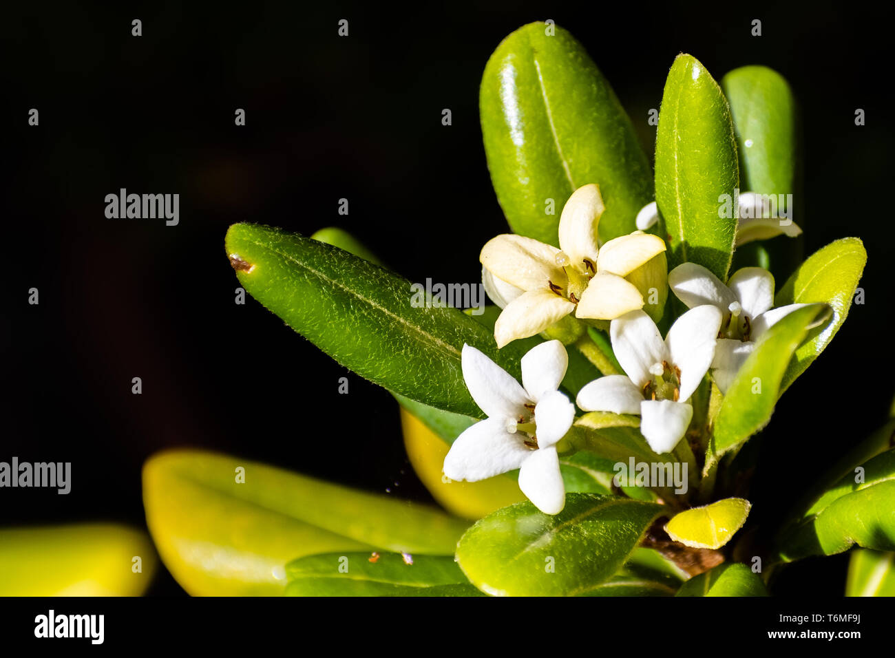 Close up of Japanese Pittosporum (Pittosporum tobira) flowers; dark ...