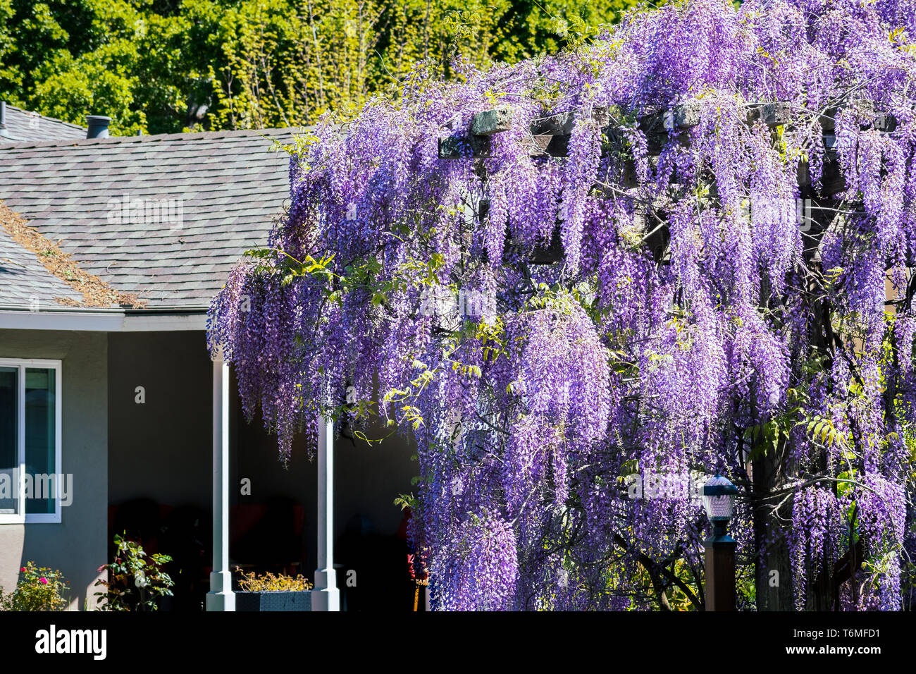 American wisteria (Wisteria frutescens) blooming in springtime in front ...