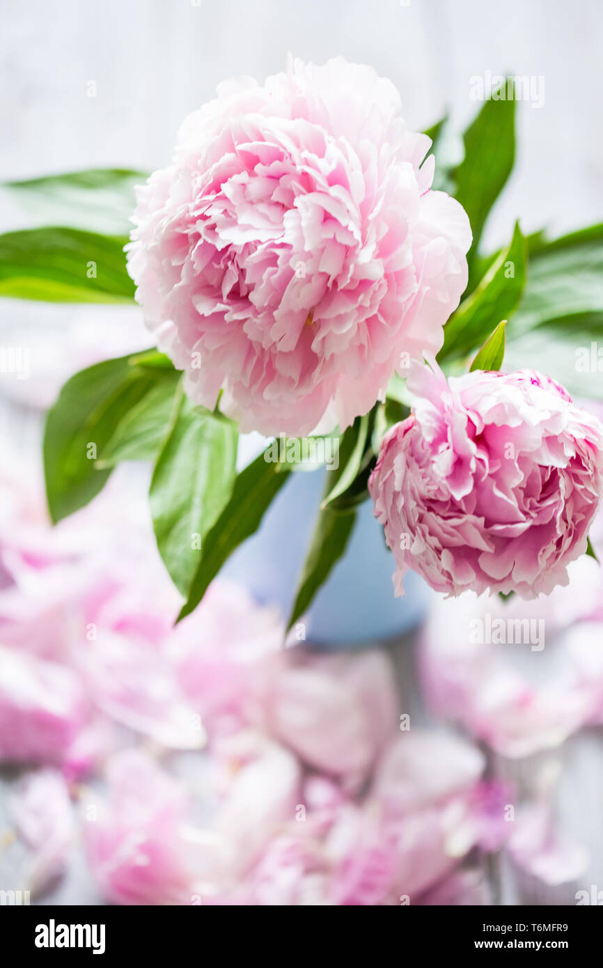 Pastel pink peonies hi-res stock photography and images - Alamy