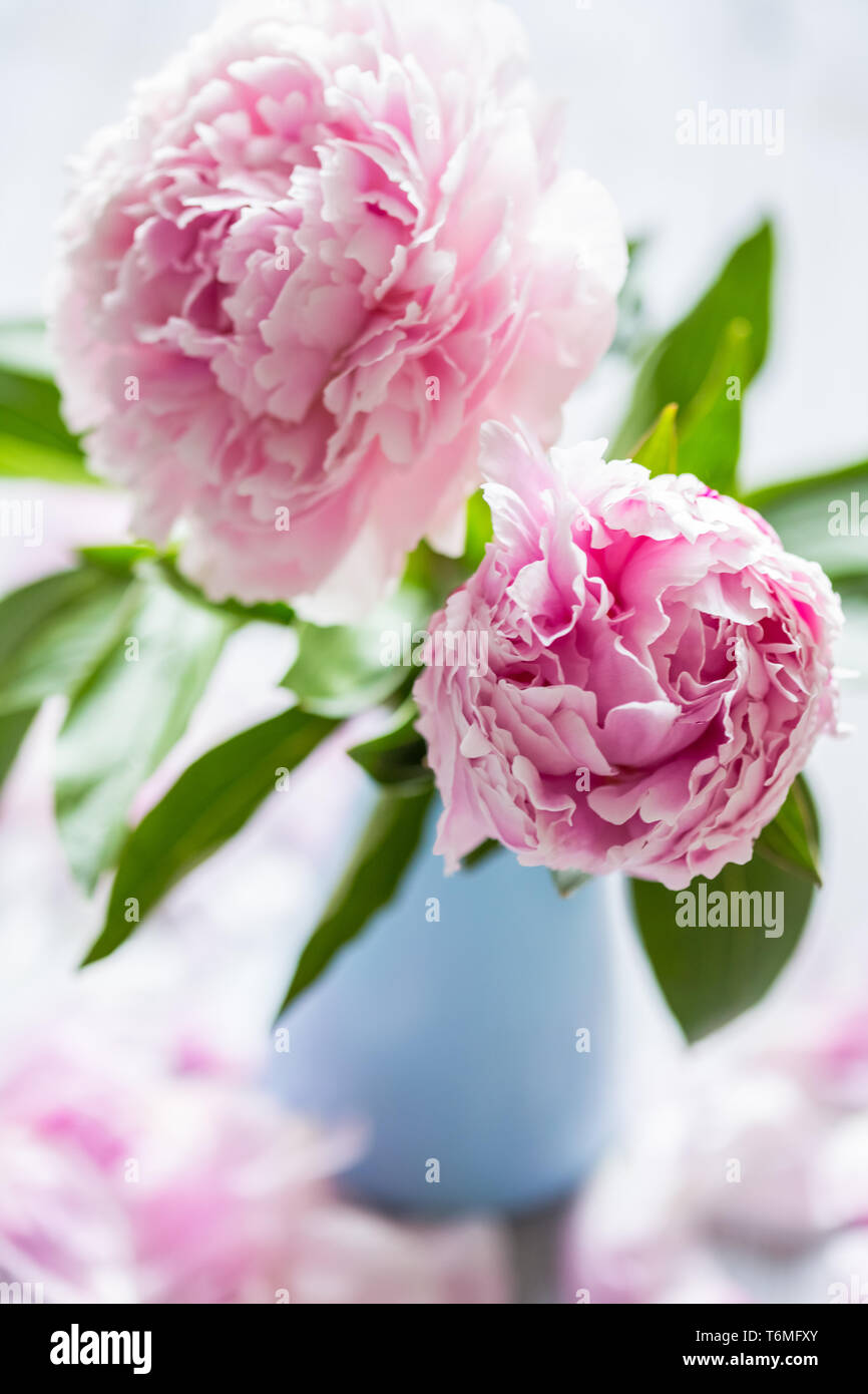 Peonies vase hi-res stock photography and images - Alamy