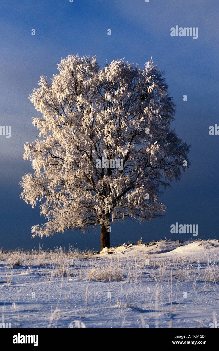 White snowy scenery hi-res stock photography and images - Alamy