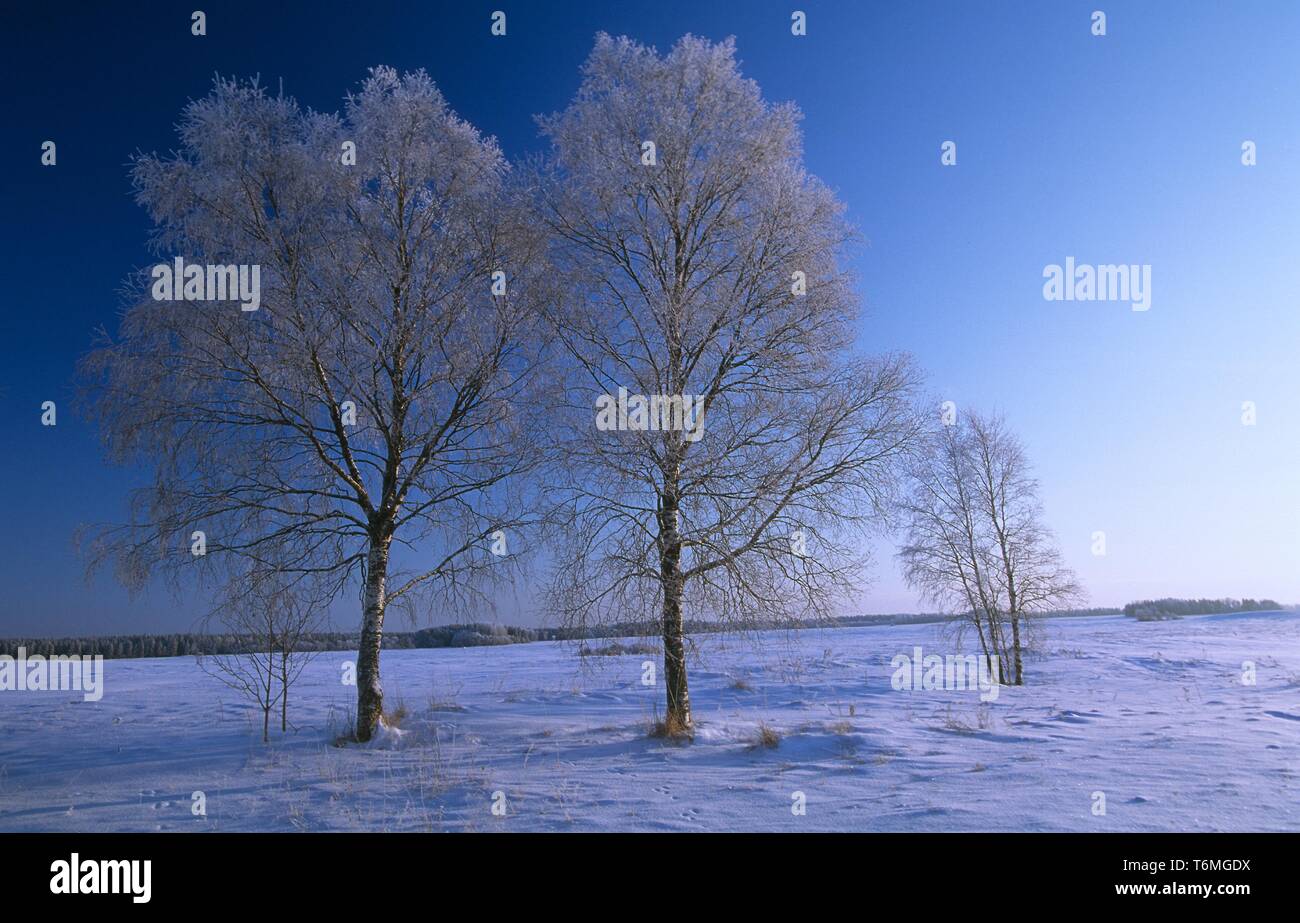 Nature trees scenery hi-res stock photography and images - Alamy