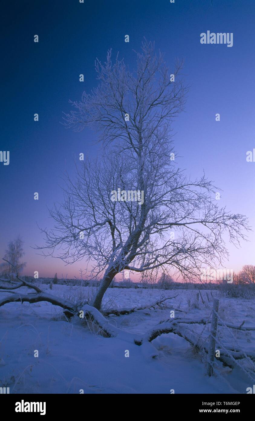 A Snowy Tree in Sunset Stock Photo - Alamy