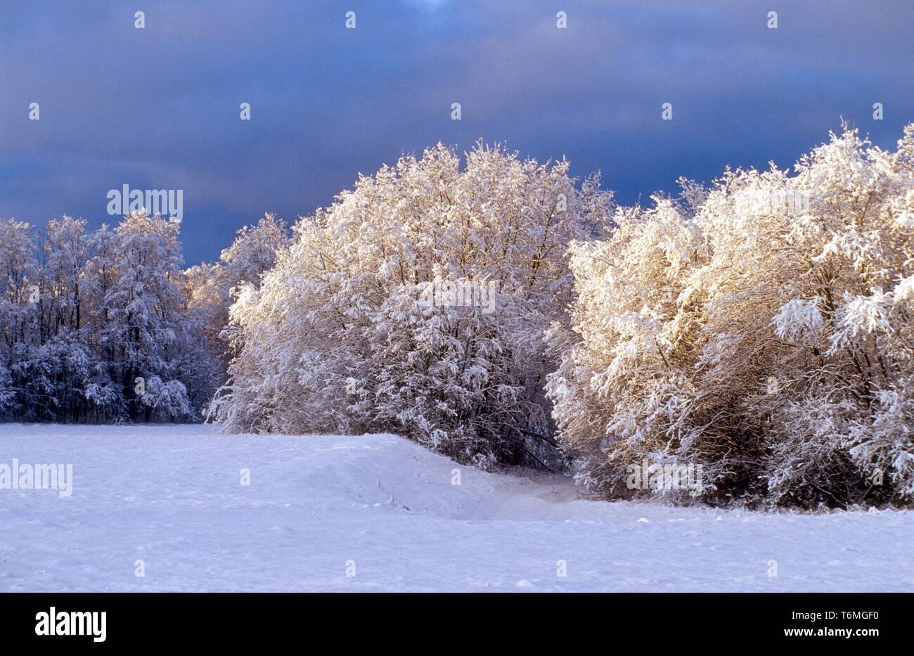 Sunlight over Frosty Trees Stock Photo - Alamy