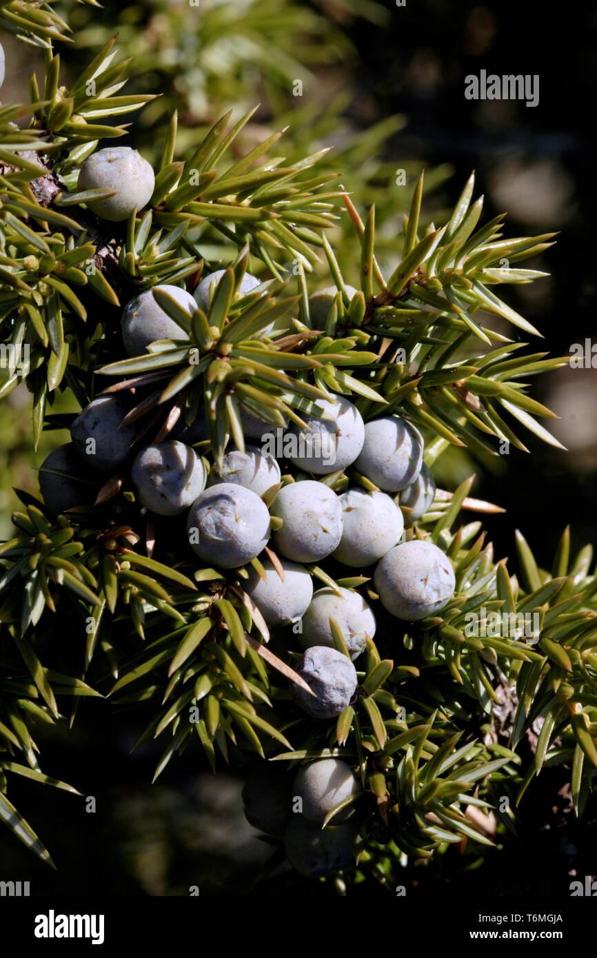 Close ups tree hi-res stock photography and images - Alamy
