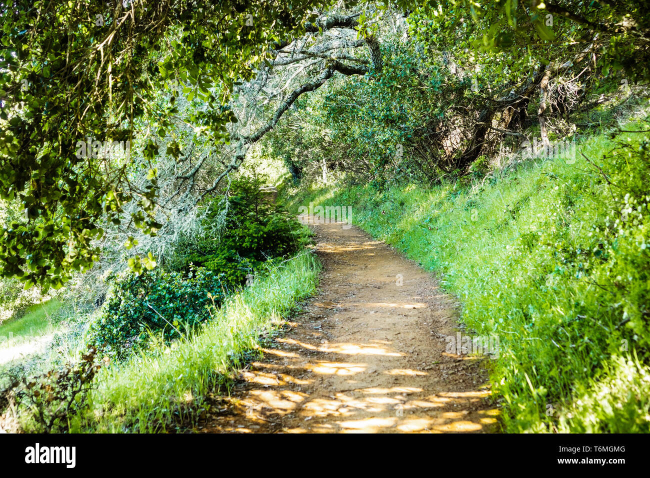 Hiking trail through the forests of Edgewood County Park, San Francisco ...