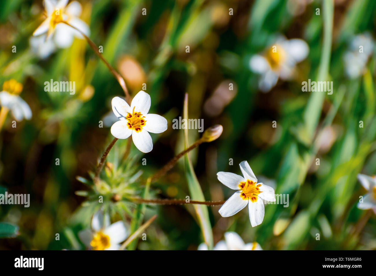 Variable Linanthus (Leptosiphon parviflorus) wildflowers blooming on a ...