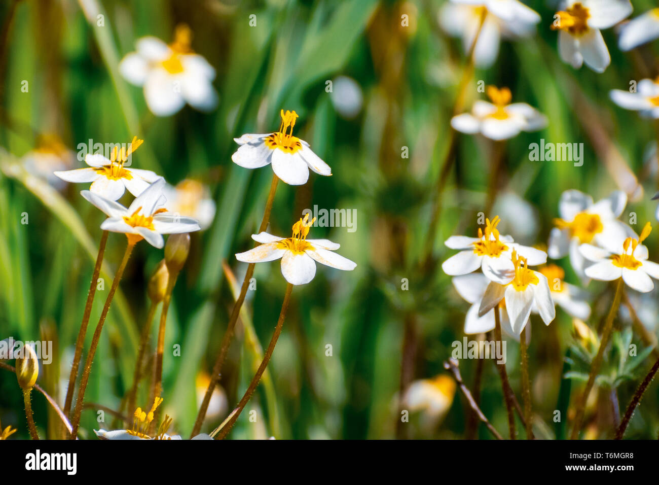 Variable Linanthus (Leptosiphon parviflorus) wildflowers blooming on a ...