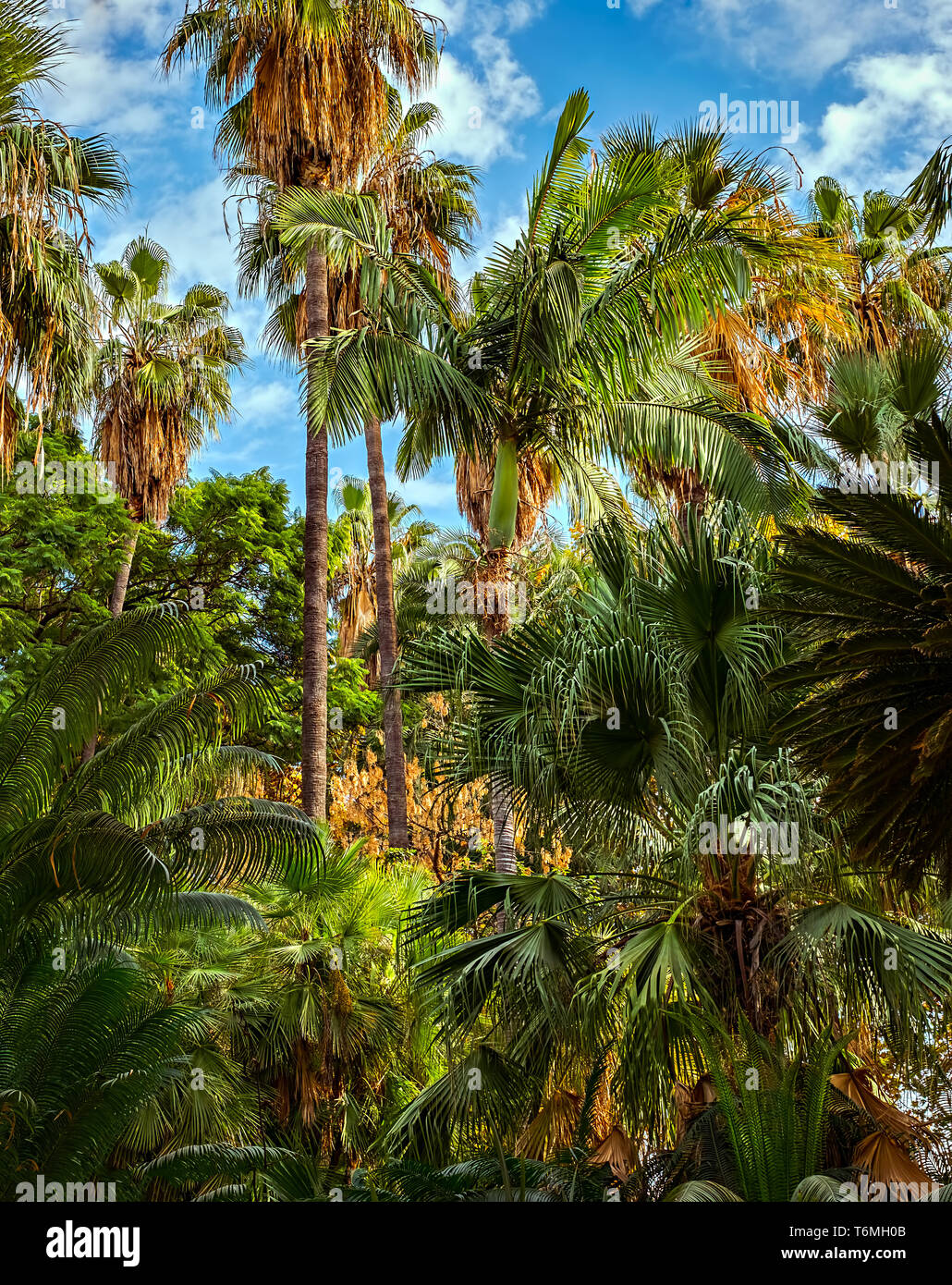 Palm trees garden Stock Photo - Alamy