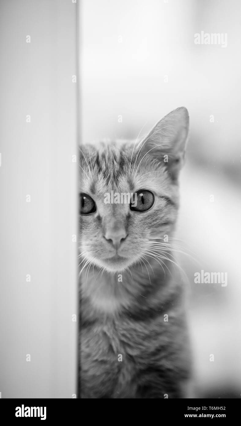 It is black a white portrait of the red domestic cat looking out of the ...