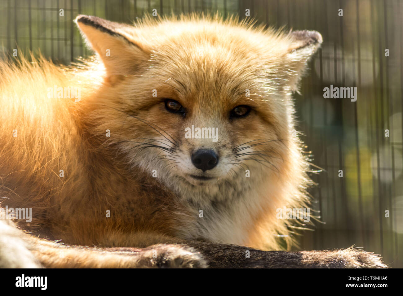 Tricky red fox vulpes hi-res stock photography and images - Alamy