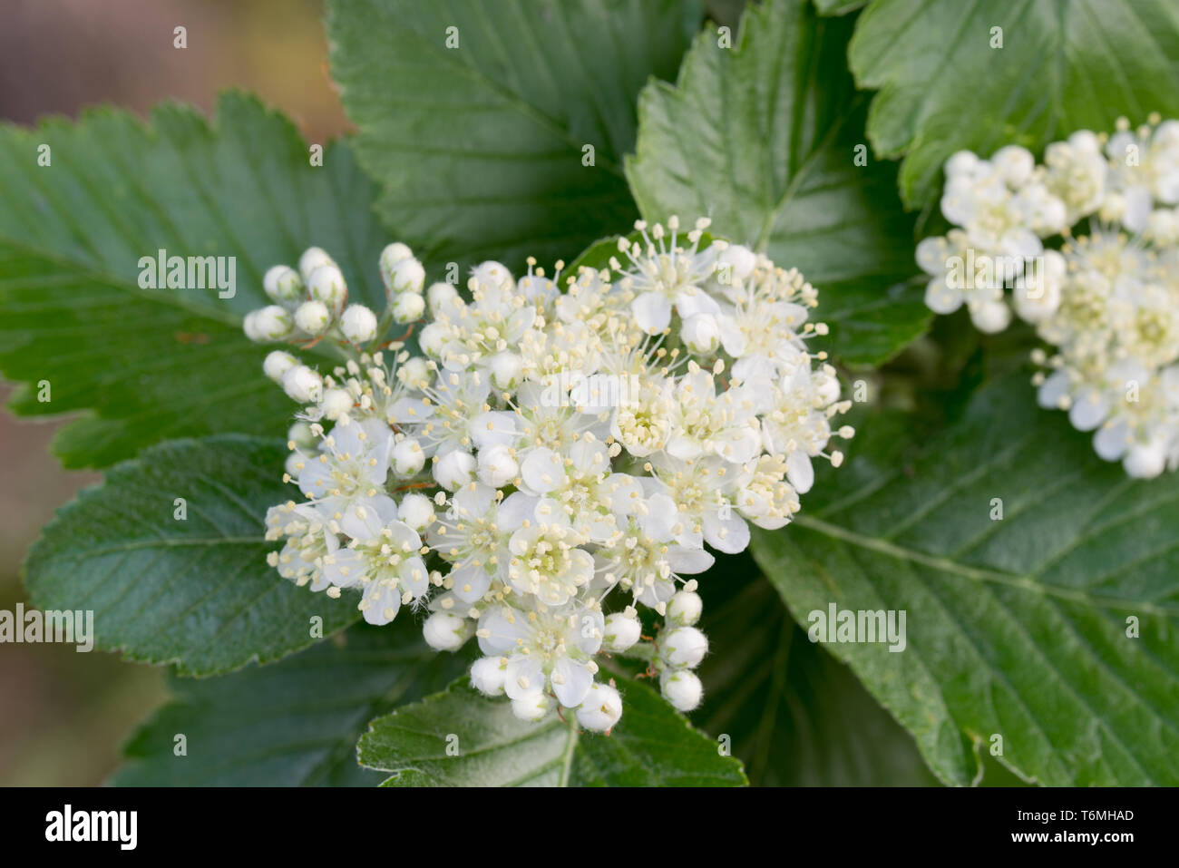 sorbus intermedia Swedish whitebeam spring white flowers on twig Stock ...