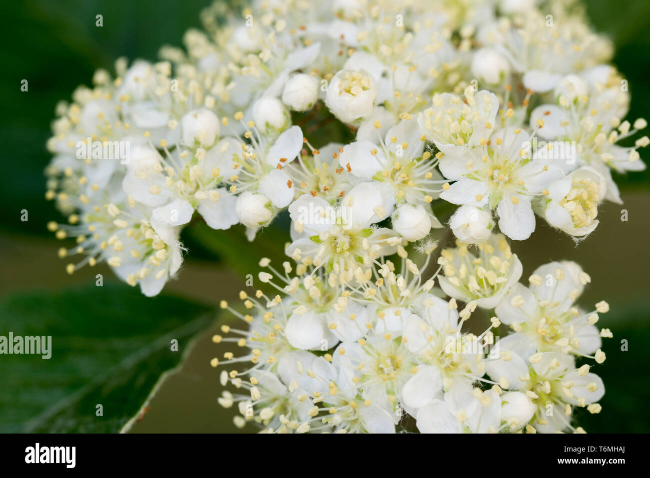 sorbus intermedia Swedish whitebeam spring white flowers on twig Stock ...