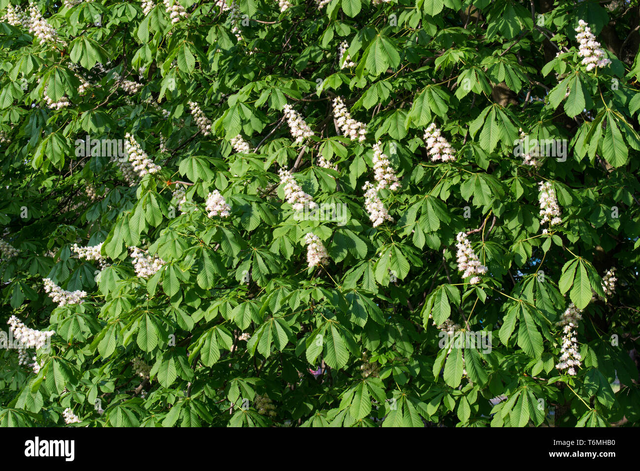 horse chestnut tree with spring white flowers on sunny day Stock Photo ...