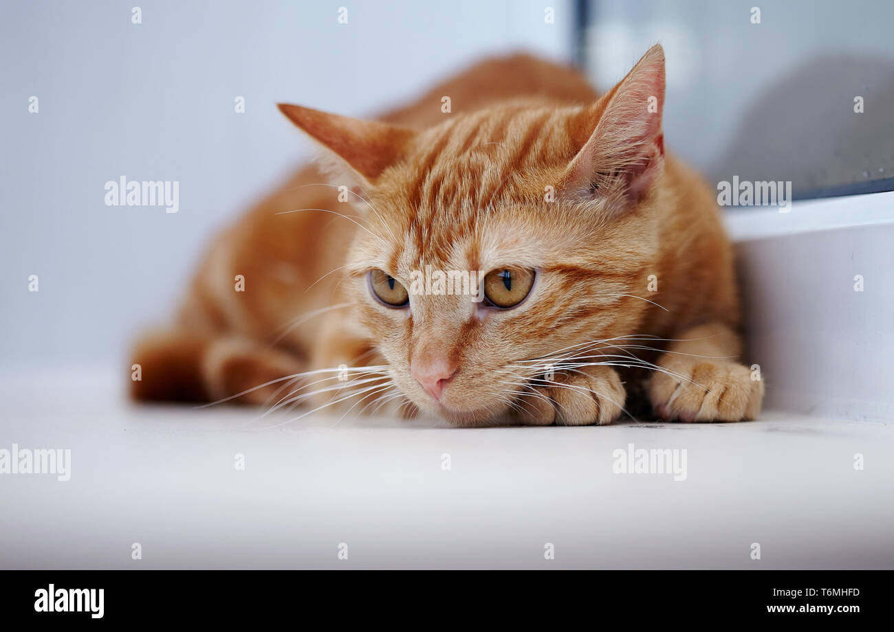 Portrait of a sad red domestic cat with orange eyes Stock Photo - Alamy