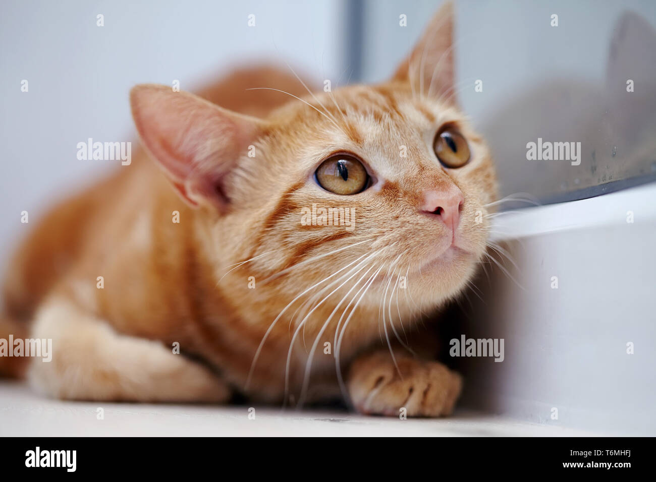 Portrait of a red domestic cat with orange eyes Stock Photo - Alamy