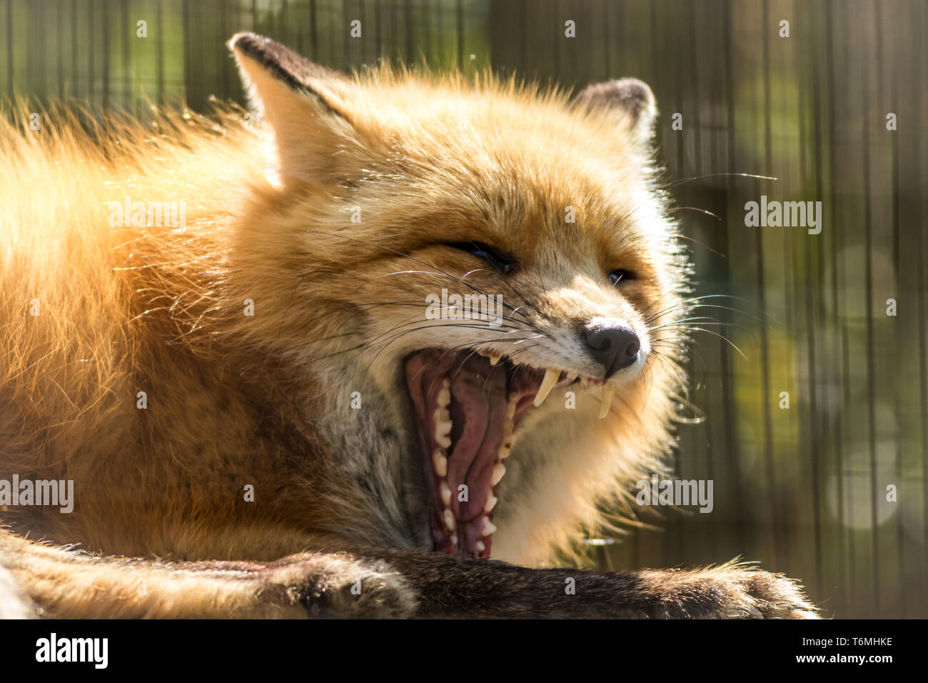 Red Fox (Vulpes vulpes) with big toothy yawn in soft light Stock Photo ...