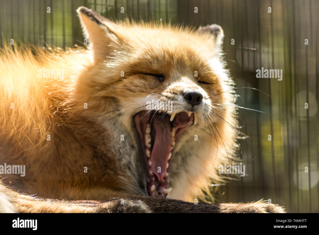 Red fox yawn nature hi-res stock photography and images - Alamy